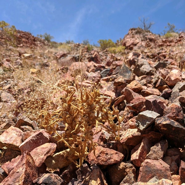Bootleg Canyon Trails - 4 tips from 278 visitors