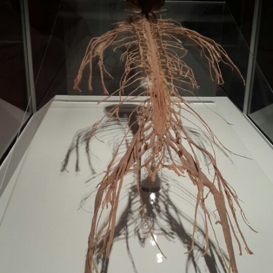Human Body Exhibit Nerves