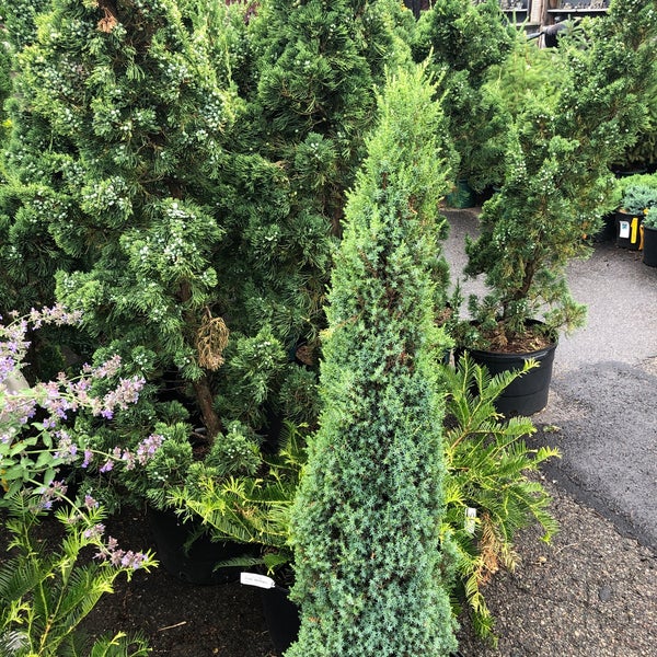 Mahoney's - Garden Center in Brighton