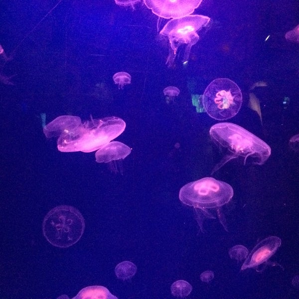 Sea Life London Aquarium - Waterloo - 130 tips