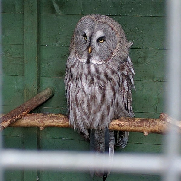 Falconry Scotland - Cockpen Road