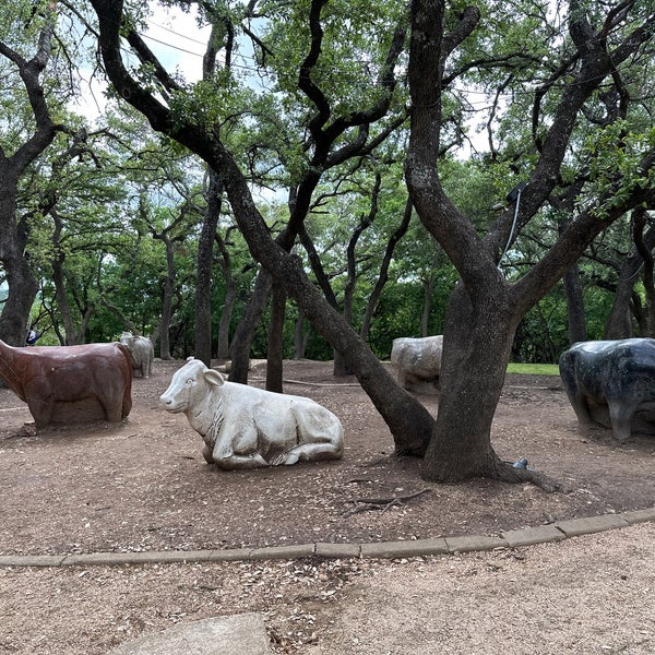 Arboretum Cows - Austin, TX