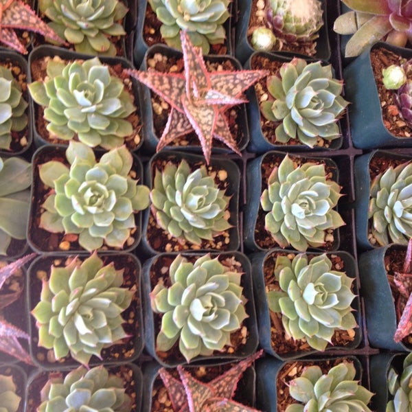 Succulence - Holly Park - 17 tips from 830 visitors