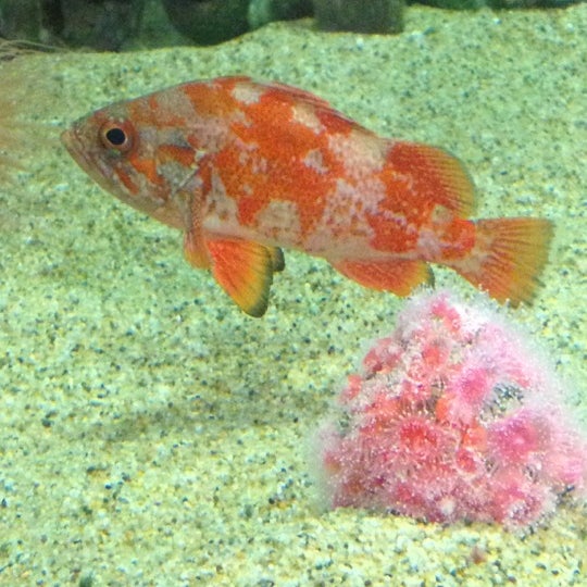Cabrillo Marine Aquarium - San Pedro, CA