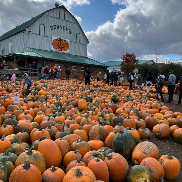 Downey's farm - Farm in Caledon