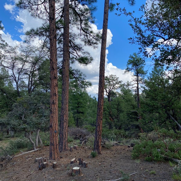 Prescott National Forest - Forest
