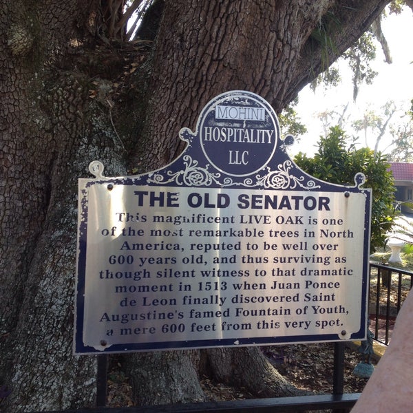Photos at The Old Senator Tree - Tree