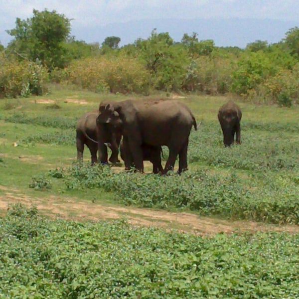 Udawalawa National Forest Reserve - 17 tips from 665 visitors
