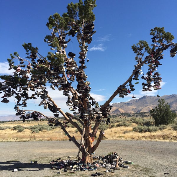 Shoe Tree - Doyle, CA