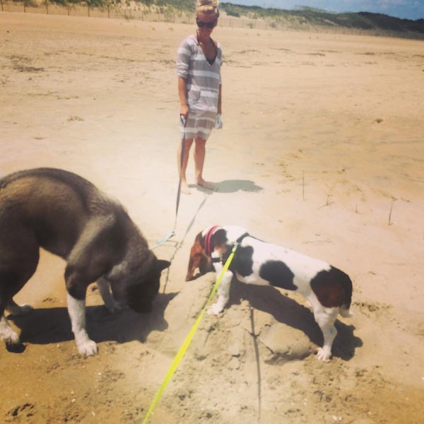 Photos at Dam Neck Beach - Naval Air Station Oceana Dam Neck Annex ...
