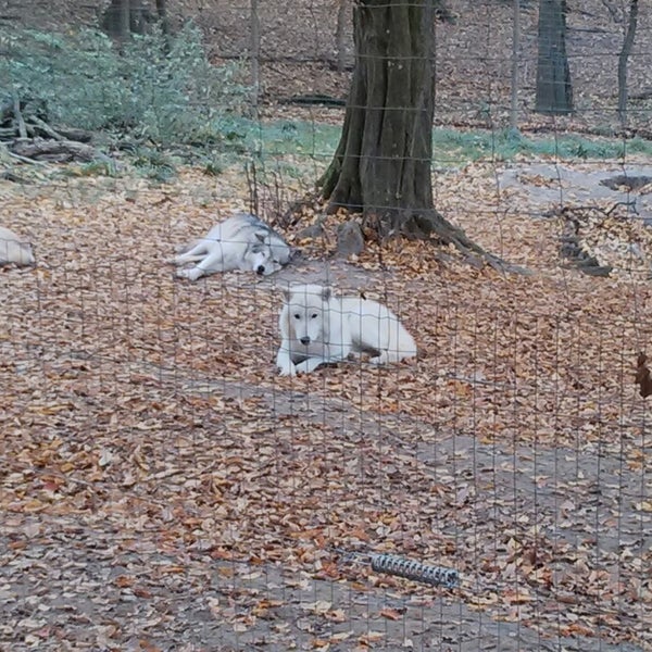 Wolf Science - 1 tip