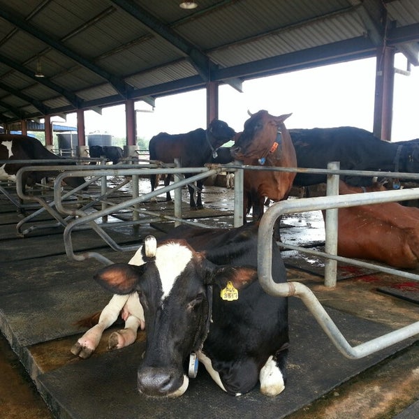 Pusat Ternakan Haiwan Air Hitam | haiwancua