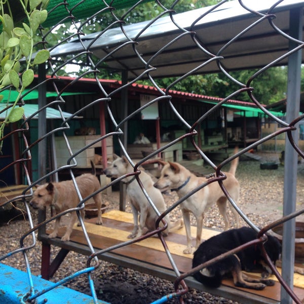 Care for Dogs Foundation - Animal Shelter