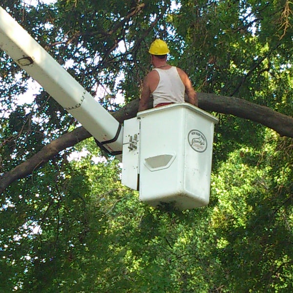 Most Wanted Tree Care - Kansas City, MO