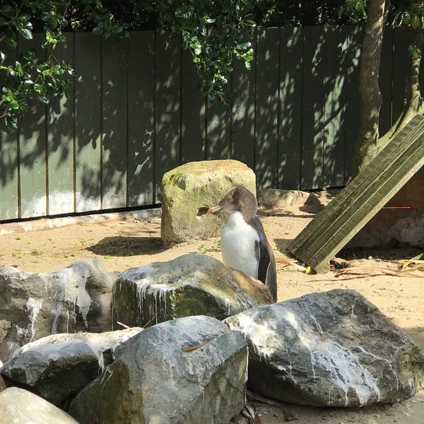 Penguin Place - 3 tips