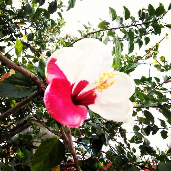 Photos at Parañaque City Hall - San Antonio - Paranaque City, Rizal