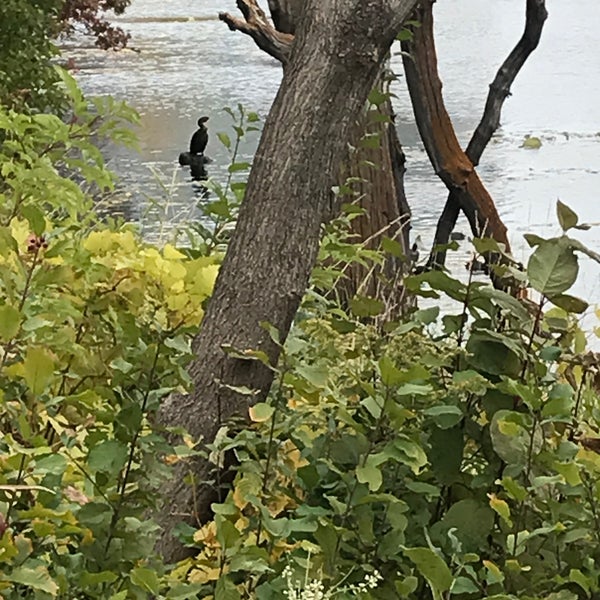 Normandale Lake Park - Lake in West Bloomington