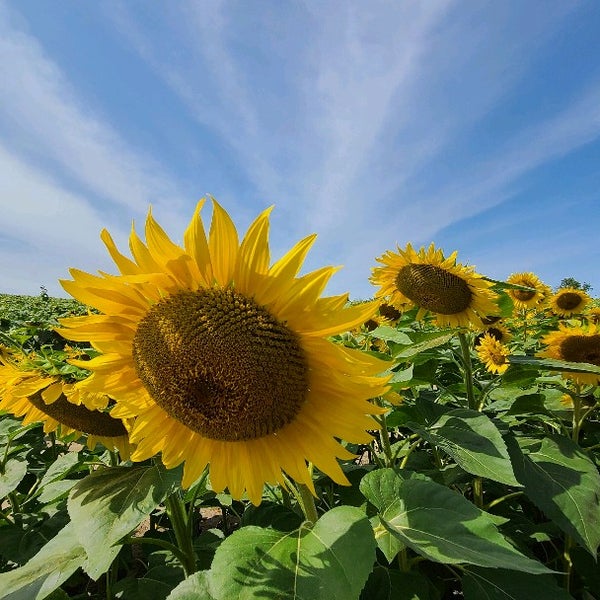 Dixie Orchards - Farm
