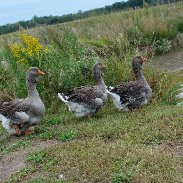 The Wild Pumpkin - 2 tips from 21 visitors