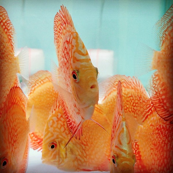 Polyart Aquarium - Clementi - 3 tips