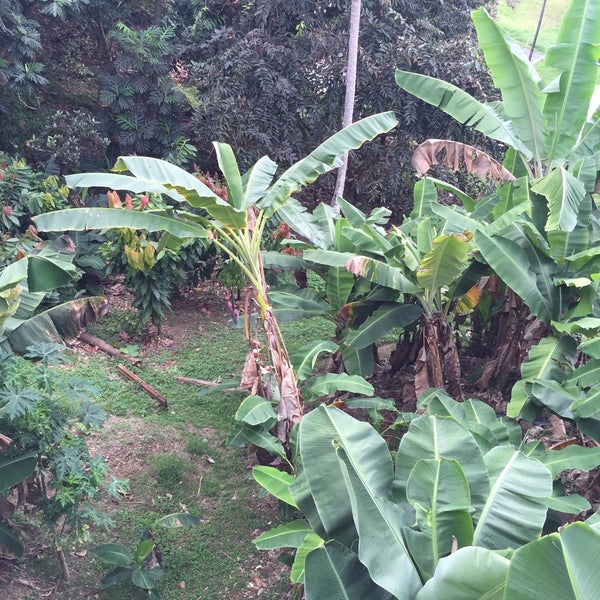El Platano Loco - Caribbean Restaurant