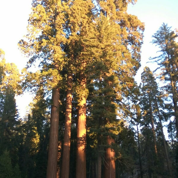 Giant Sequoia National Monument - 1 tip