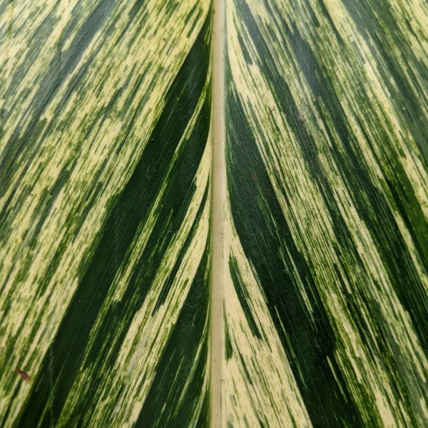 Diamond Botanical Gardens - Soufrière, Quarter of Soufrière