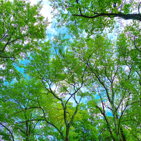 Pascack Brook County Park - Park