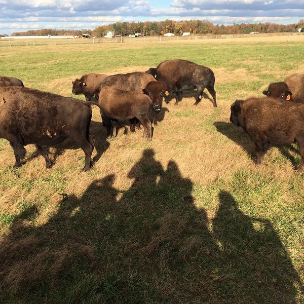 Colvine Bison Farm* - Greenwood, DE