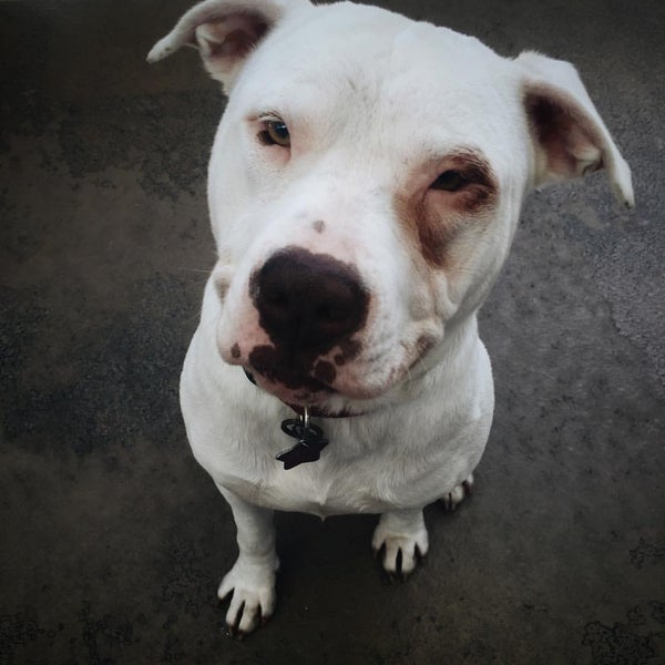 San Francisco Family Dog Rescue - Mission District - San Francisco, CA