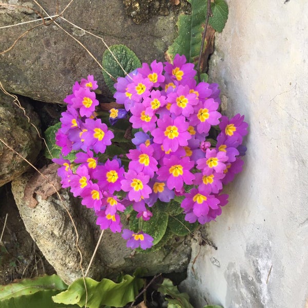 H Marxloh-Pollmann - Tram Station in Duisburg