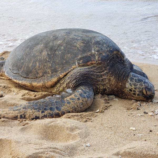 Mama Fish House Beach - paia