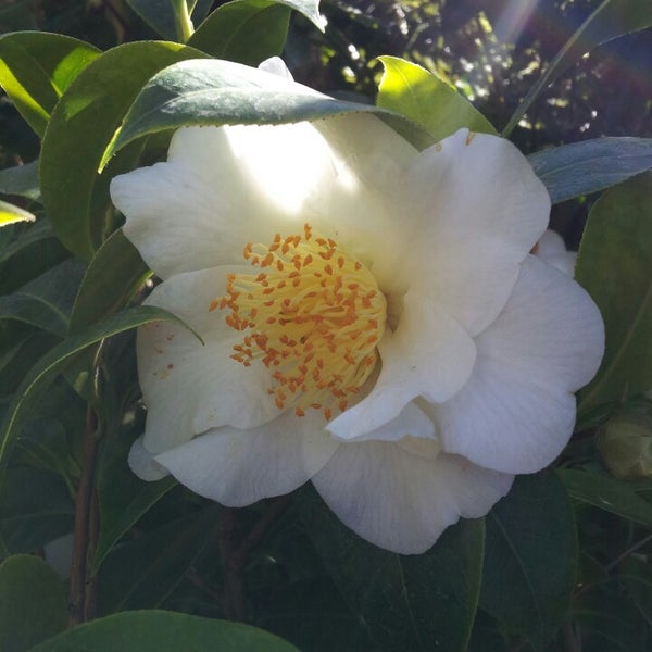 Moneta Nursery - Gardena, CA