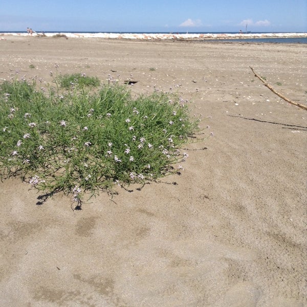 Spiaggia Degli Alberoni - Beach in Venezia