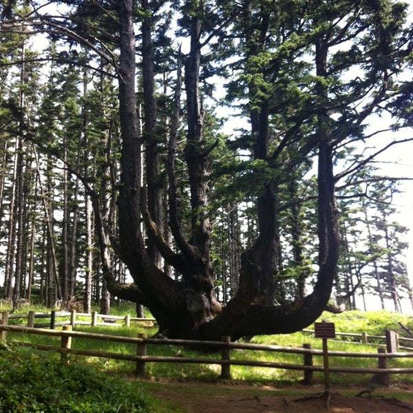 Photos at Octopus Tree - Cape Meares Lighthouse Dr