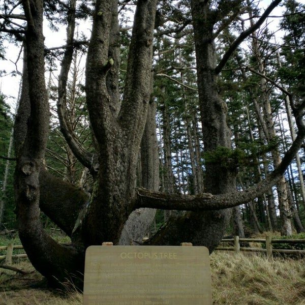 Photos at Octopus Tree - Cape Meares Lighthouse Dr