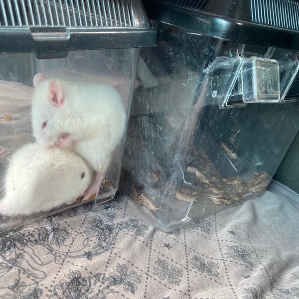 Pet Bazaar - 11 tips