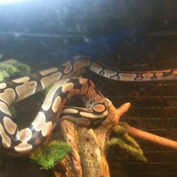 Pet Bazaar - 11 tips