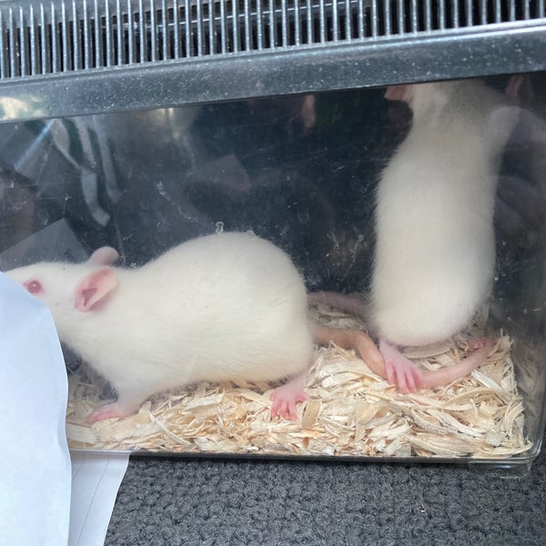 Pet Bazaar - 11 tips