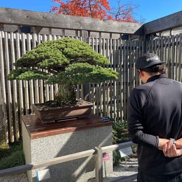 National Bonsai and Penjing Museum - National Arboretum - Washington, D.C.