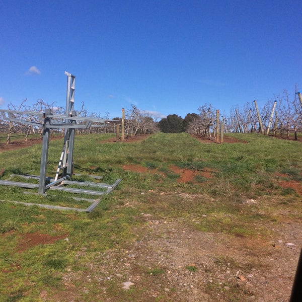 Batlow Apples - 1 tip