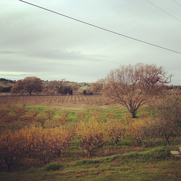 Beckman Vineyards - Vineyard