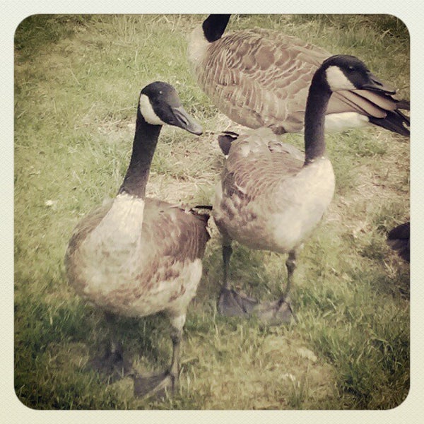 Photos at Sharp Park - Lansing, MI