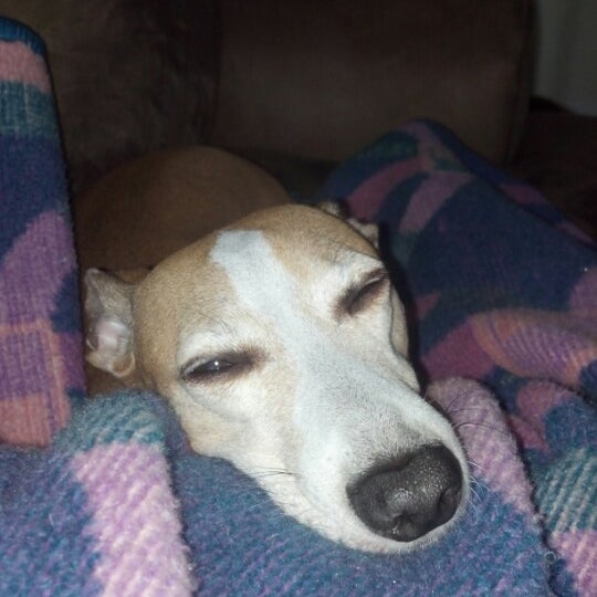 Abc Field - Field in Ridley Park