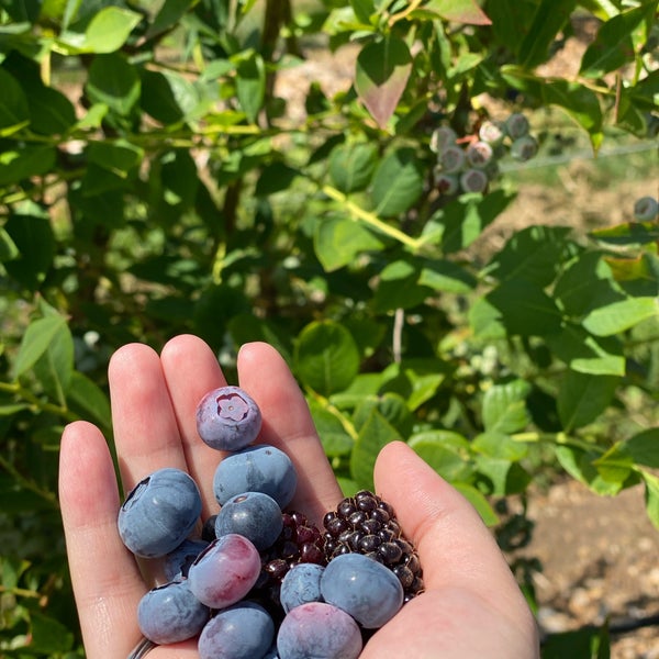 Graysmarsh Berry Farm - Farm in Sequim