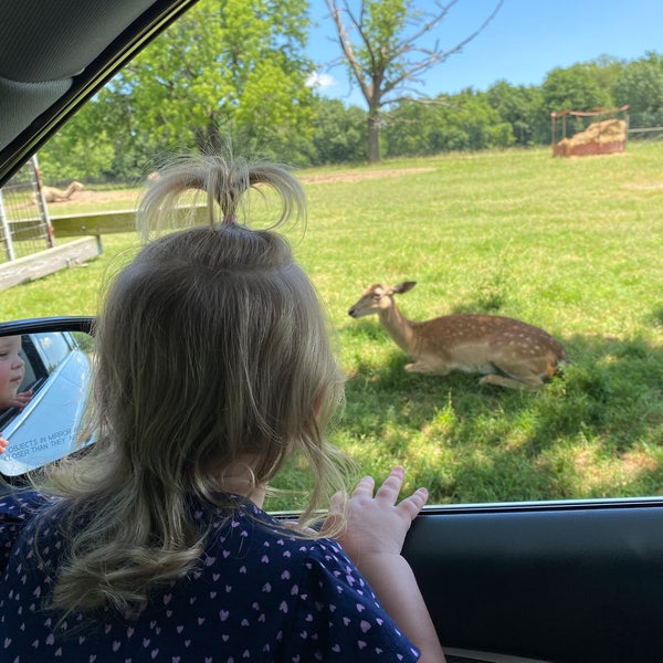 Wild Wilderness Drive Through Safari - Zoo