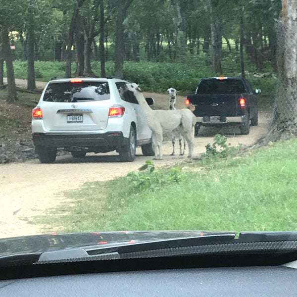 Wild Wilderness Drive Through Safari - Zoo