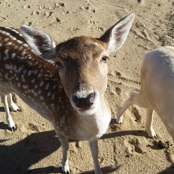 Sierra Safari Zoo - North Valley - 1 tip