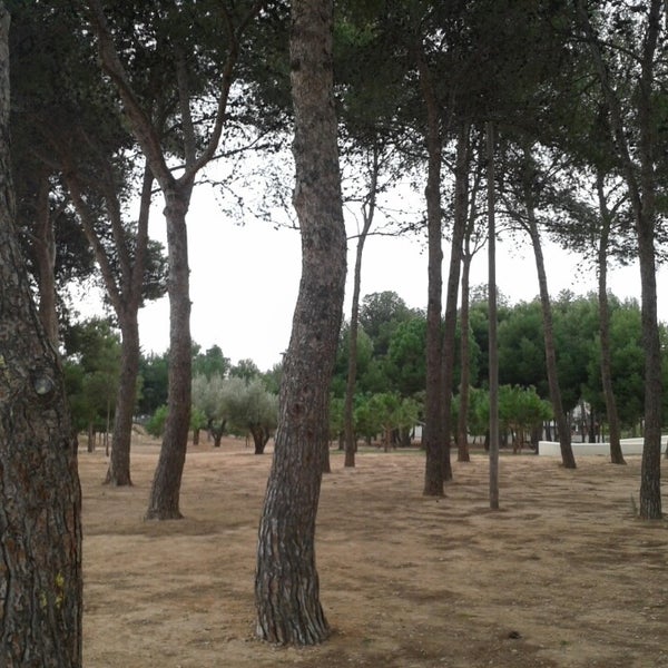 Paterna Tree