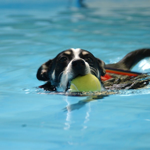 Two Hands Four Paws - West Los Angeles - 2240 Federal Ave